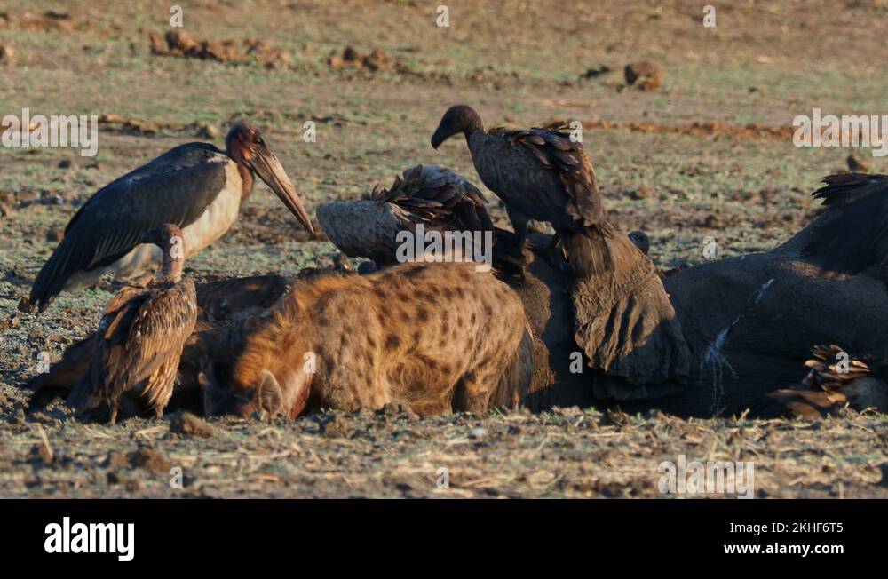 Prey for several carnivores Stock Videos & Footage - HD and 4K Video ...