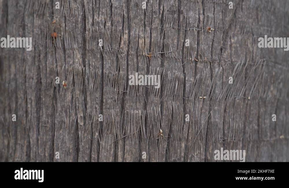 Hand palm texture Stock Videos & Footage - HD and 4K Video Clips - Alamy