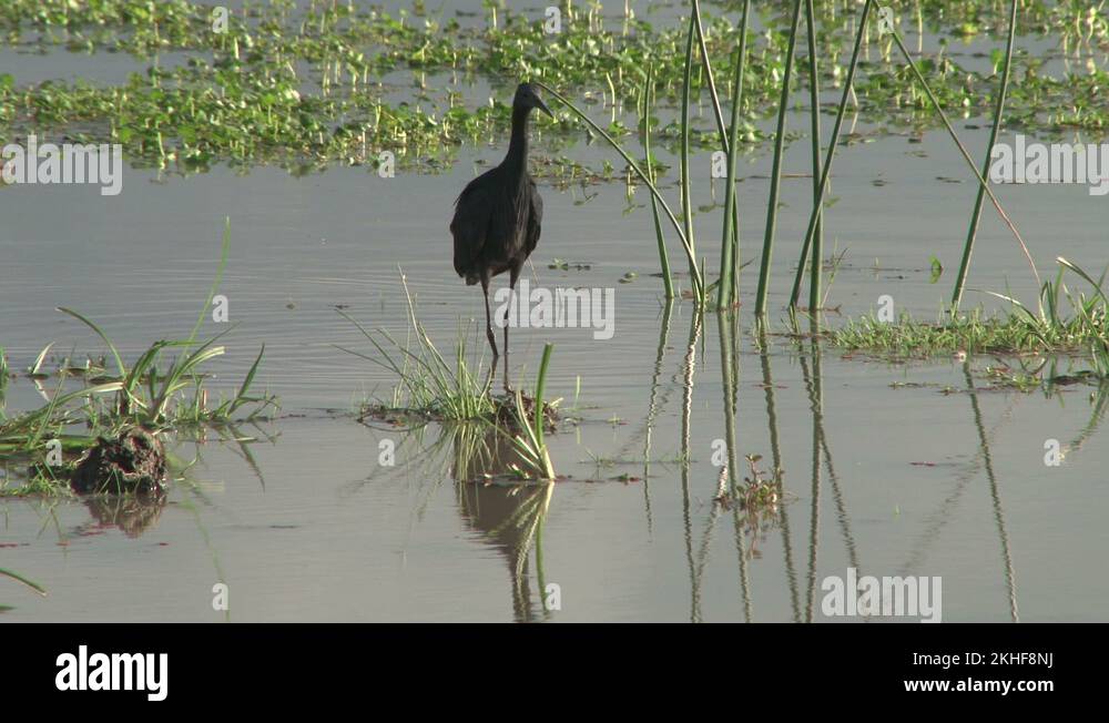 Swamp fishing Stock Videos & Footage - HD and 4K Video Clips - Alamy