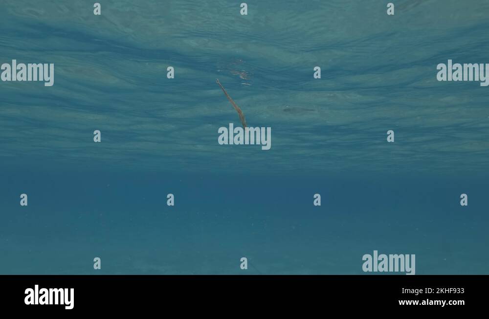 Pipefish slowly swim over sandy bottom in the blue water. Broadnosed ...