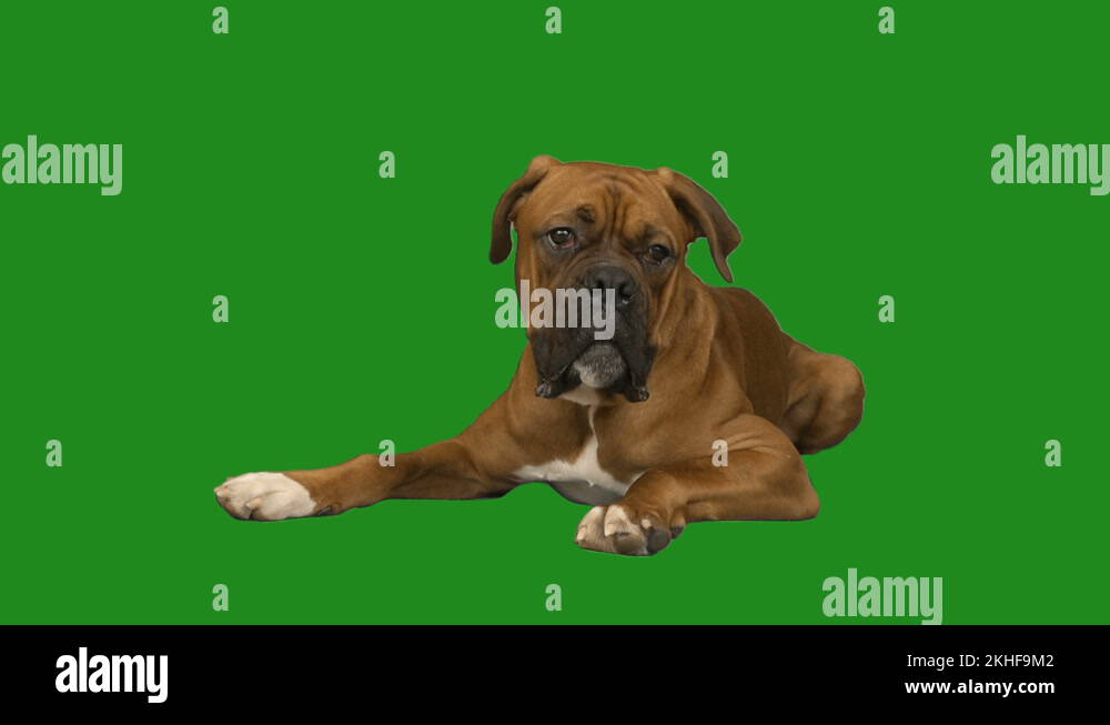 dog boxer lay on a green screen Stock Video Footage - Alamy