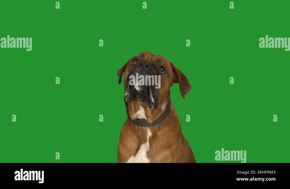 boxer dog portrait on green screen Stock Video Footage - Alamy
