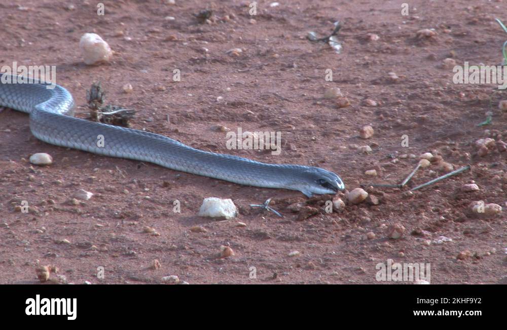 Black mamba Stock Videos & Footage - HD and 4K Video Clips - Alamy