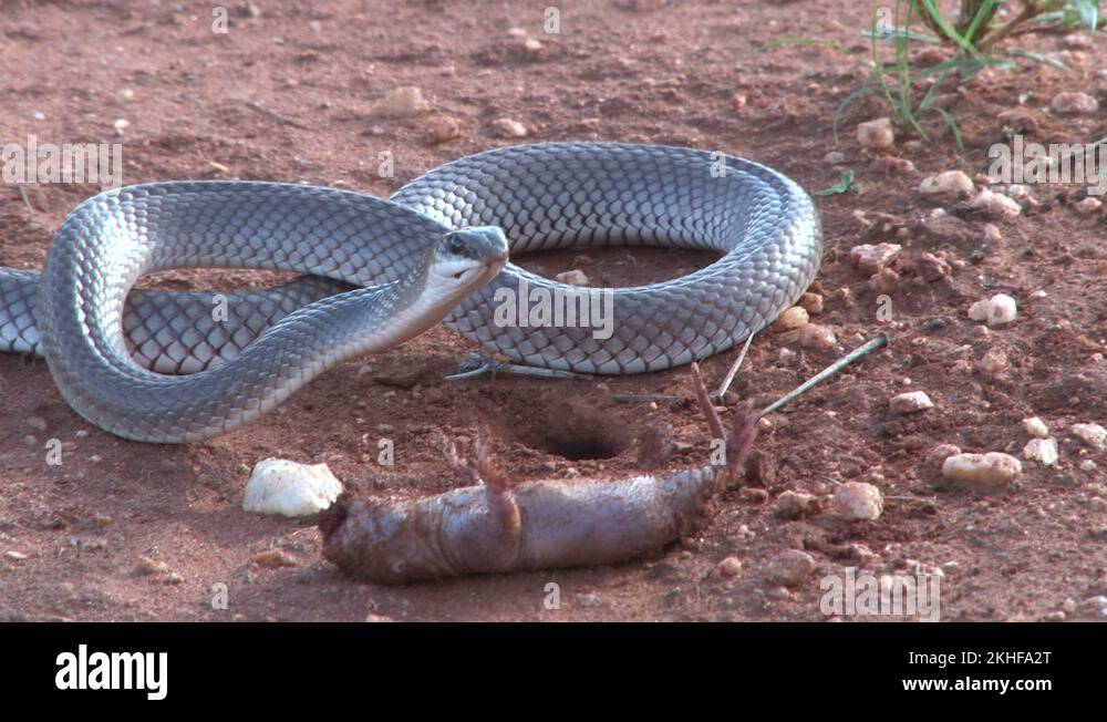 A snake poses then picks up his kill and moves to a shade with it Stock ...