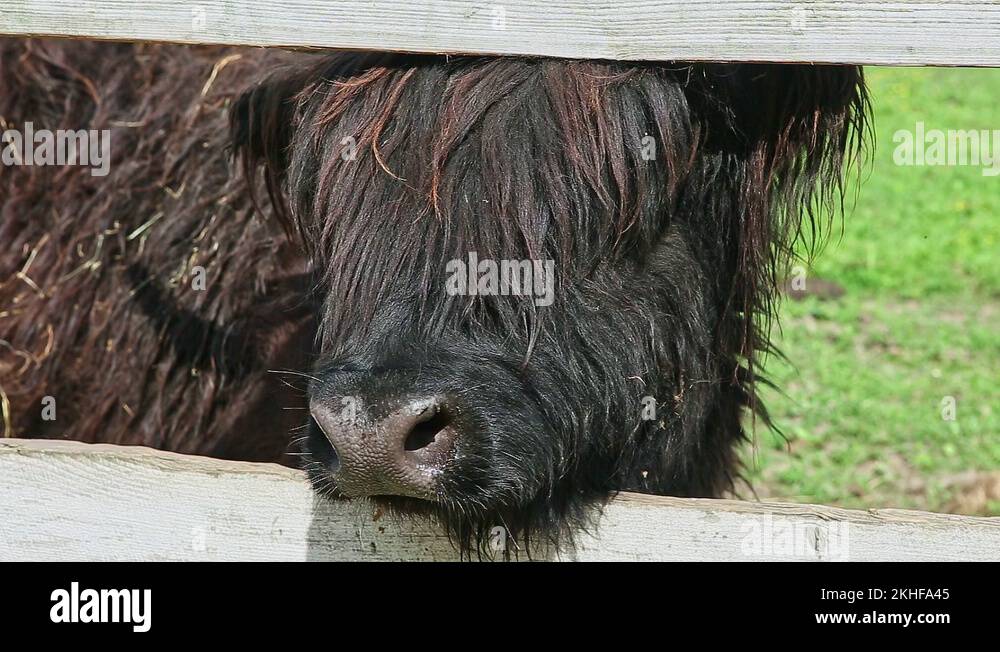 Hairy black bull Stock Videos & Footage - HD and 4K Video Clips - Alamy