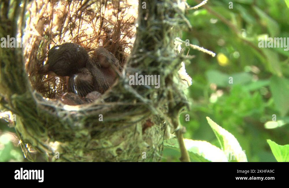 Primary Feathers Stock Videos And Footage Hd And 4k Video Clips Alamy