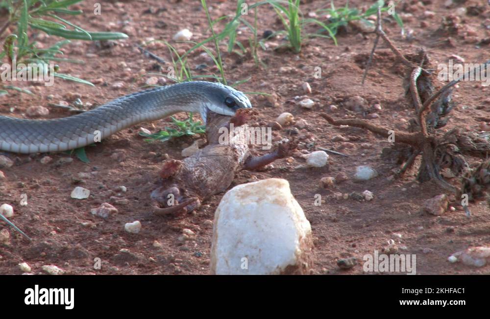 Beauty rat snakes Stock Videos & Footage - HD and 4K Video Clips - Alamy