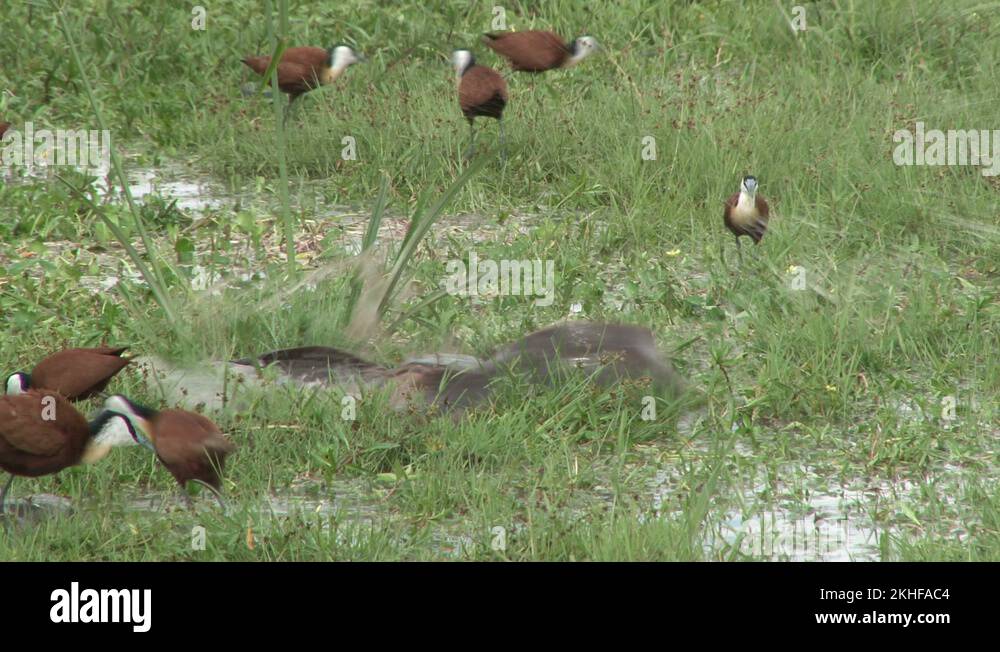 Freshwater swamp fish Stock Videos & Footage - HD and 4K Video Clips ...
