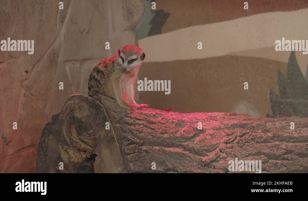 Meerkat suricate suricatta Stock Videos & Footage - HD and 4K Video ...