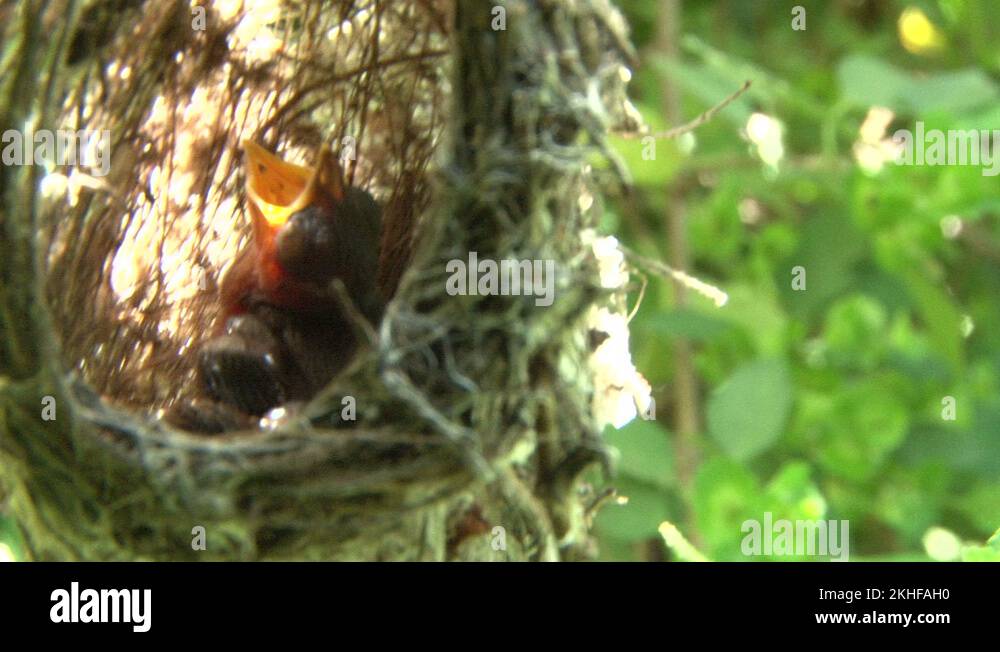 Cryptic birds Stock Videos & Footage - HD and 4K Video Clips - Alamy