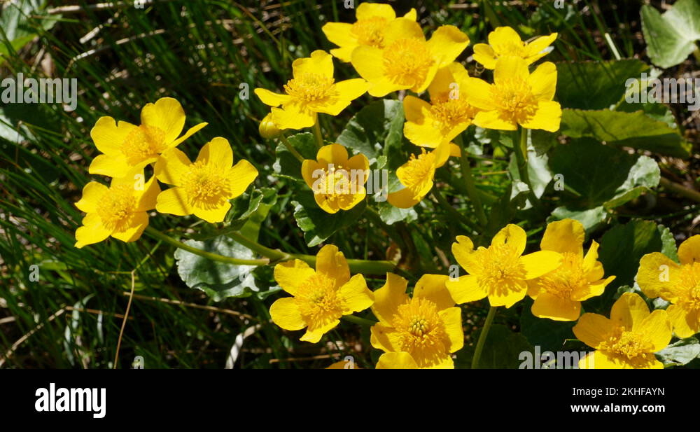 Marsh marigold Stock Videos & Footage - HD and 4K Video Clips - Alamy