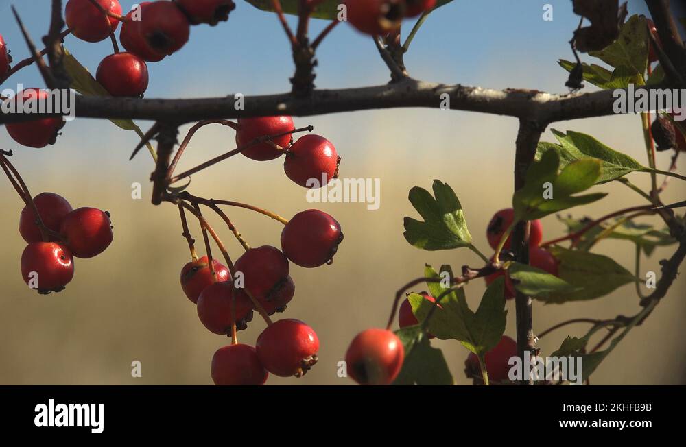 Hawthorn crataegus monogyna may tree whitethorn quickthorn Stock Videos ...