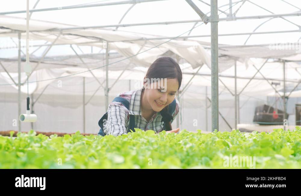 Asian lady farmer harvesting green oak from hydroponics vegetable farm ...