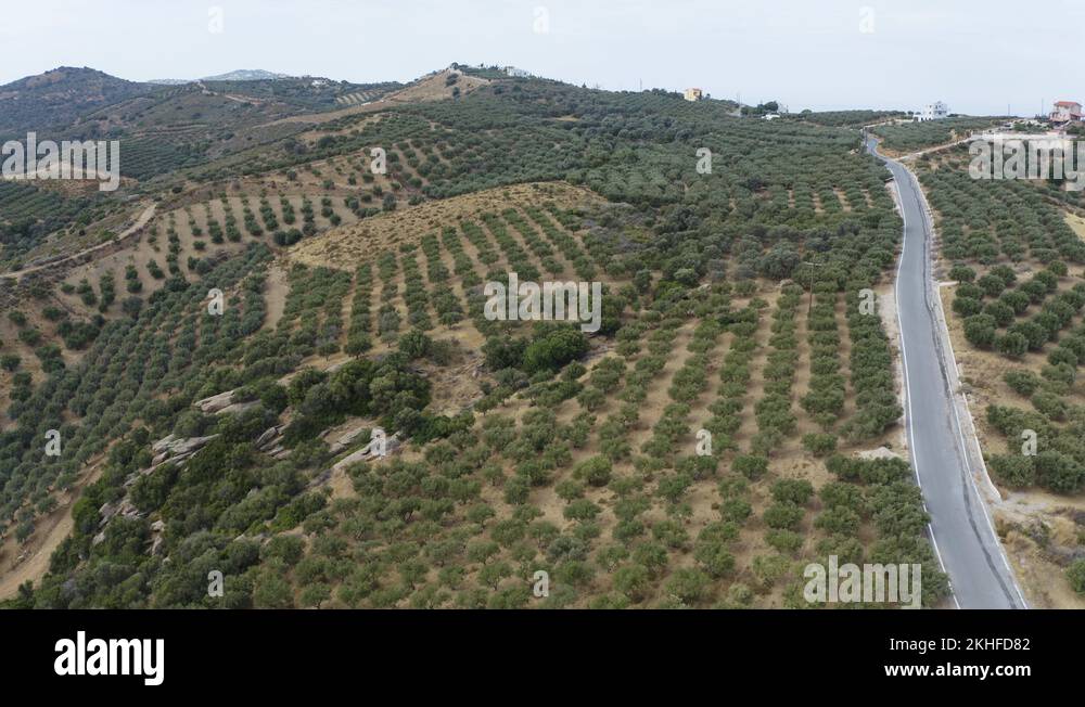 Crete greece trees plant Stock Videos & Footage - HD and 4K Video Clips ...