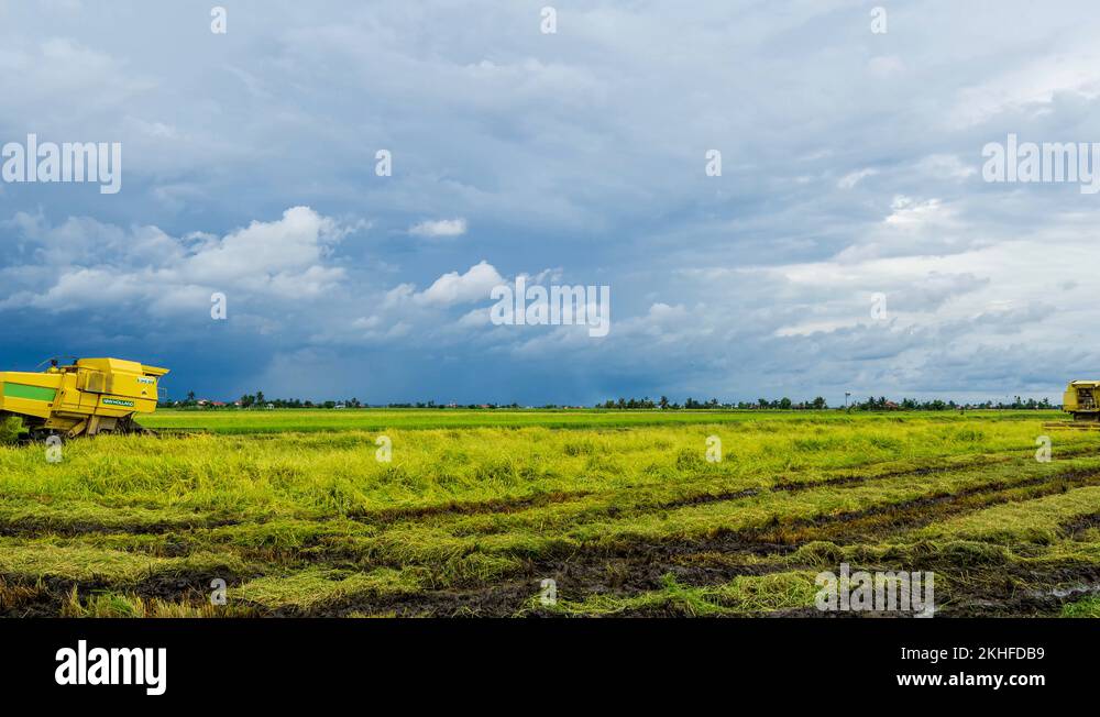 Time lapse of farmer uses machine to harvest rice on paddy field. Zoom ...