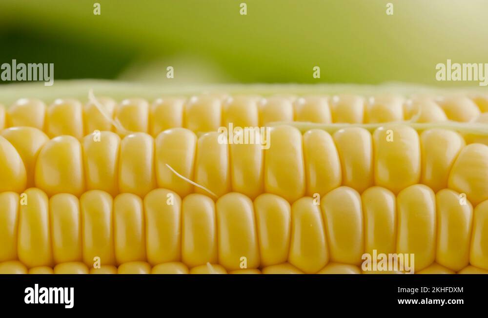 Corn texture Stock Videos & Footage - HD and 4K Video Clips - Alamy