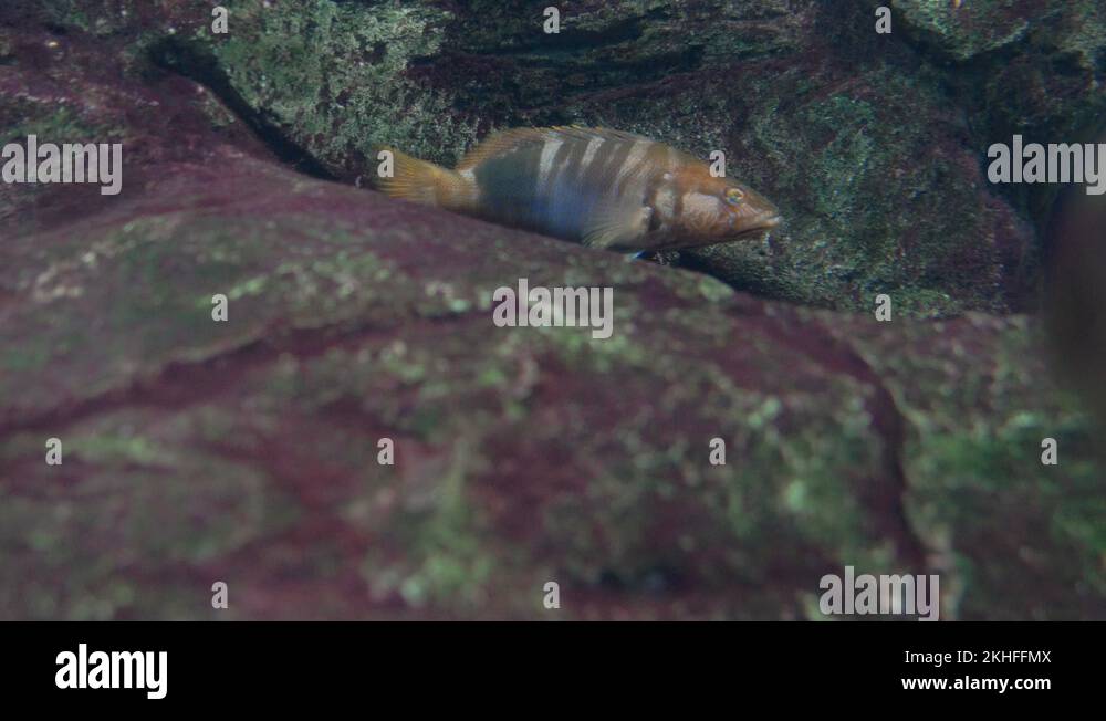 A blue fish with dark fins Stock Videos & Footage - HD and 4K Video ...