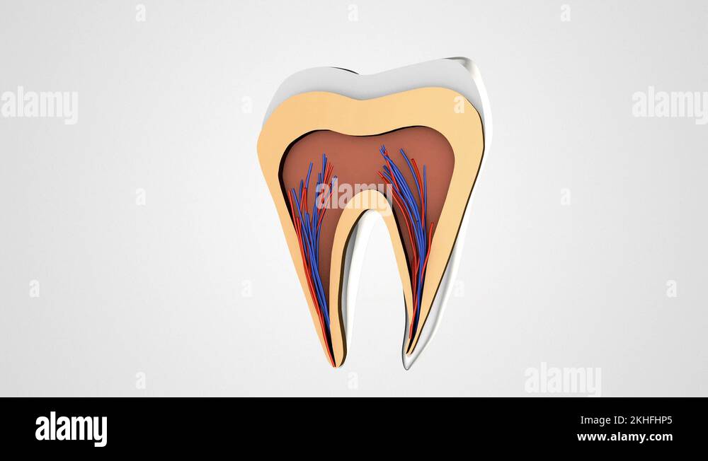 Oral anatomy Stock Videos & Footage - HD and 4K Video Clips - Alamy