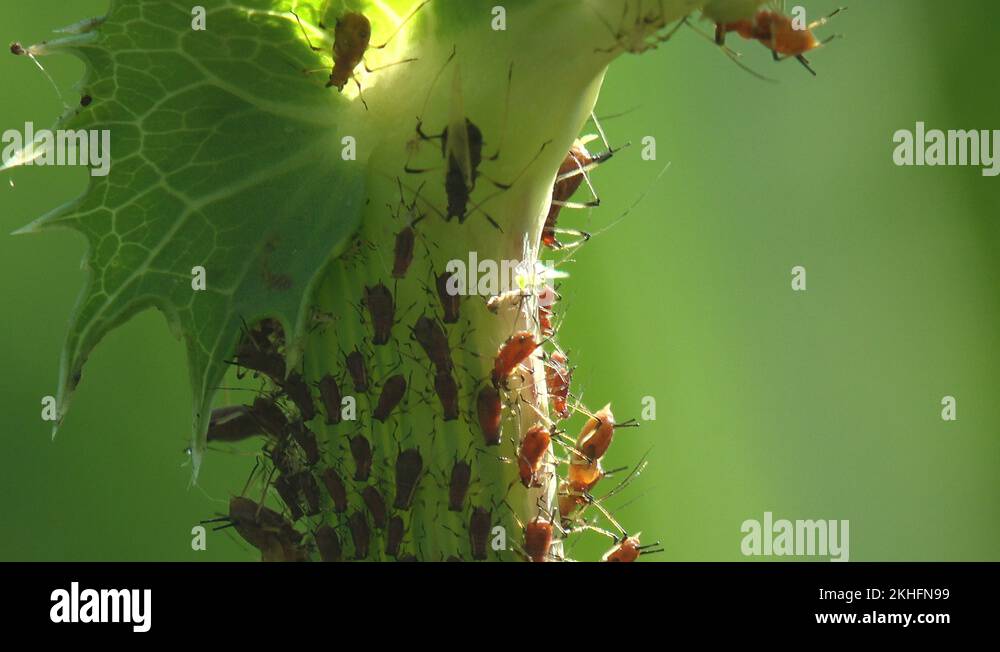 Aphids creeping along the green grass trunk. Colony Aphis are among ...
