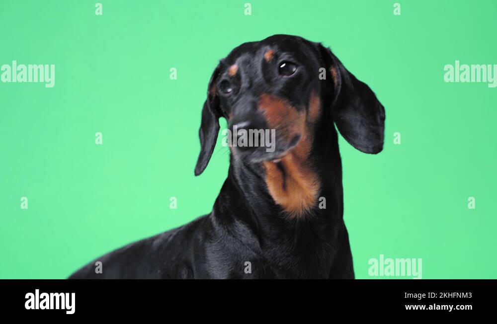 Portrait dackel Stock Videos & Footage - HD and 4K Video Clips - Alamy