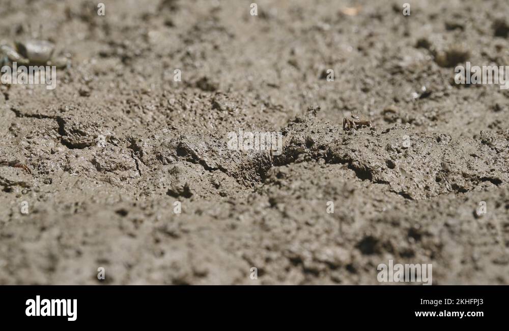 Group of Fiddler crab or Ghost crab eating mud and clay in mangrove ...