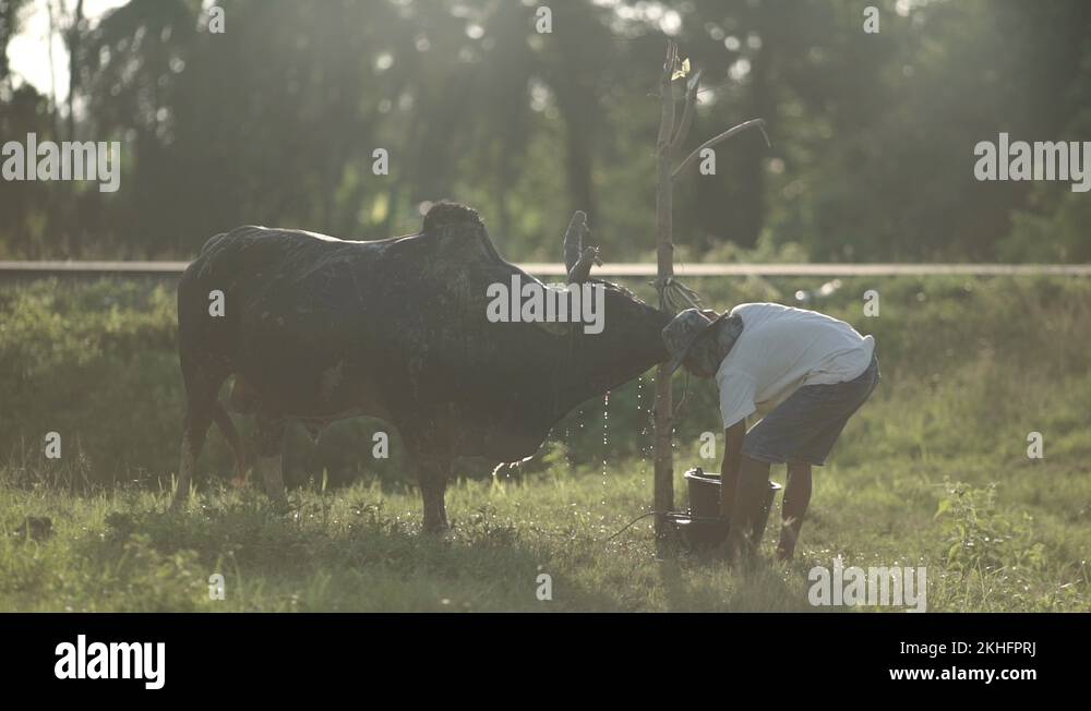 Cleaning a cow Stock Videos & Footage - HD and 4K Video Clips - Alamy