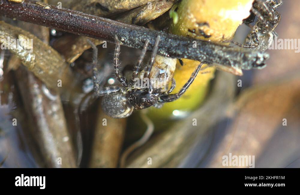 Spider jaws Stock Videos & Footage - HD and 4K Video Clips - Alamy