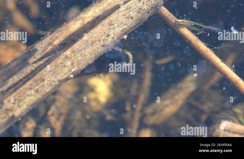 Case building caddisfly larva Stock Videos & Footage - HD and 4K Video ...