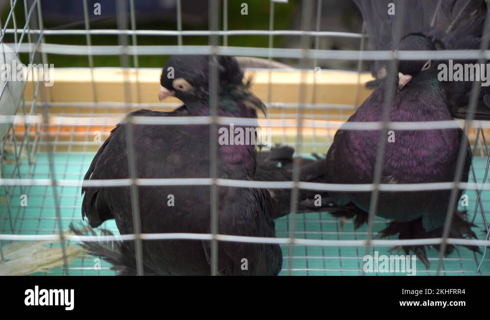 Decorative doves Stock Videos & Footage - HD and 4K Video Clips - Alamy