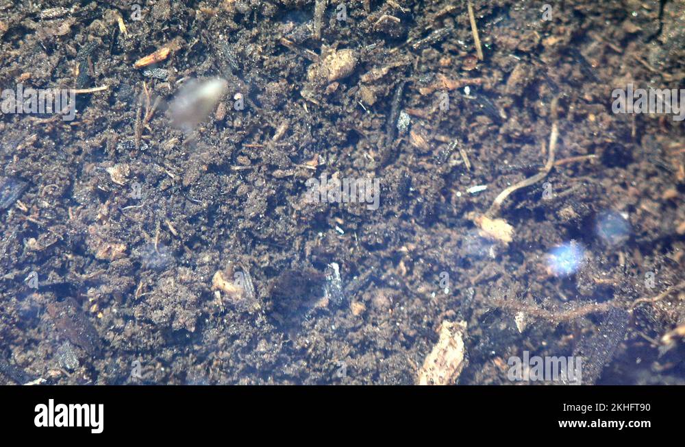 Daphnia magna is a small planktonic crustacean subclass Phyllopoda ...