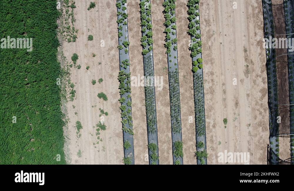 Mulching system Stock Videos & Footage - HD and 4K Video Clips - Alamy