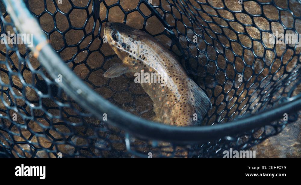 Fisherman pulling fish out net Stock Videos & Footage - HD and 4K Video ...