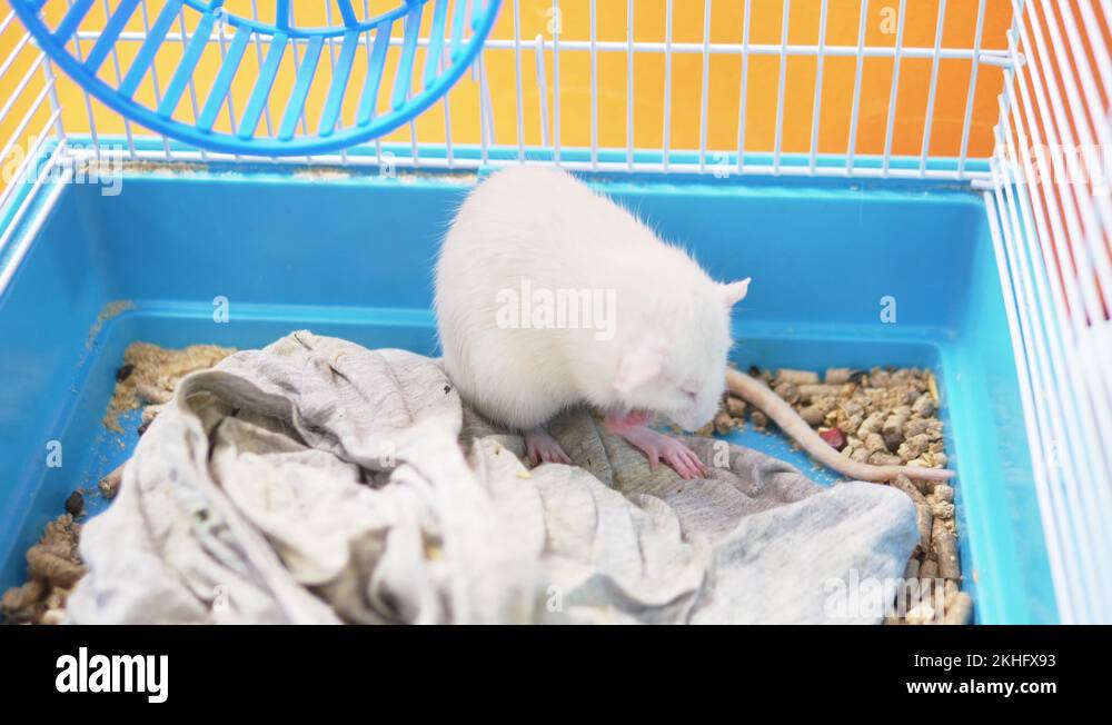 cute white rat in a cage. pet symbol of the year of the Chinese ...