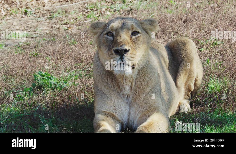 Asiatic lioness (Panthera leo persica). Lioness lies on grass Stock ...