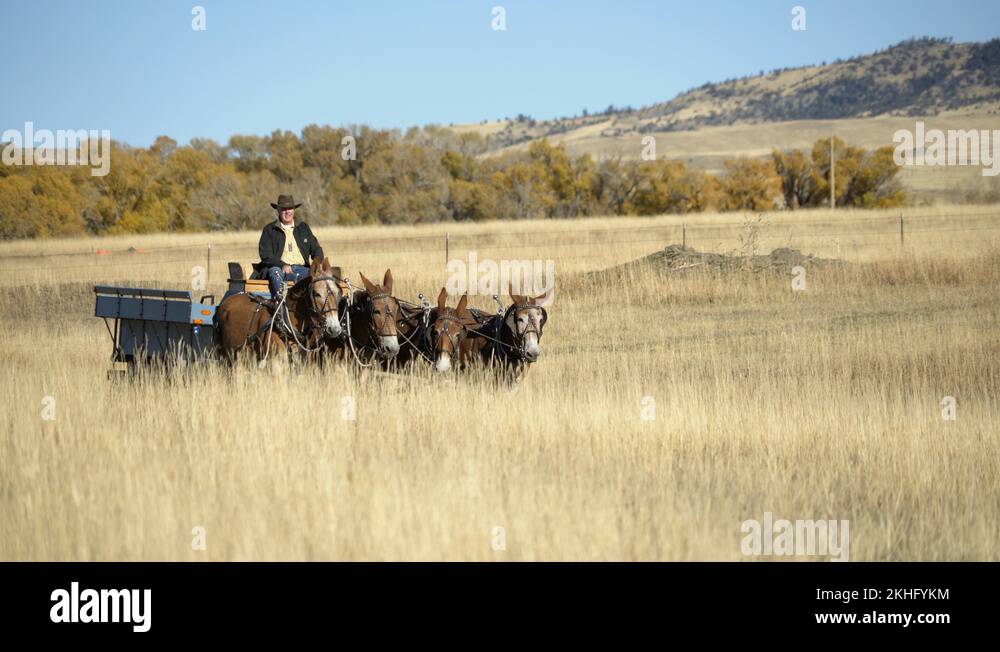 Mule team Stock Videos & Footage - HD and 4K Video Clips - Alamy