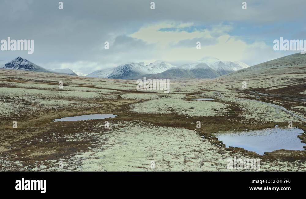 Tundra arctic moss Stock Videos & Footage - HD and 4K Video Clips - Alamy