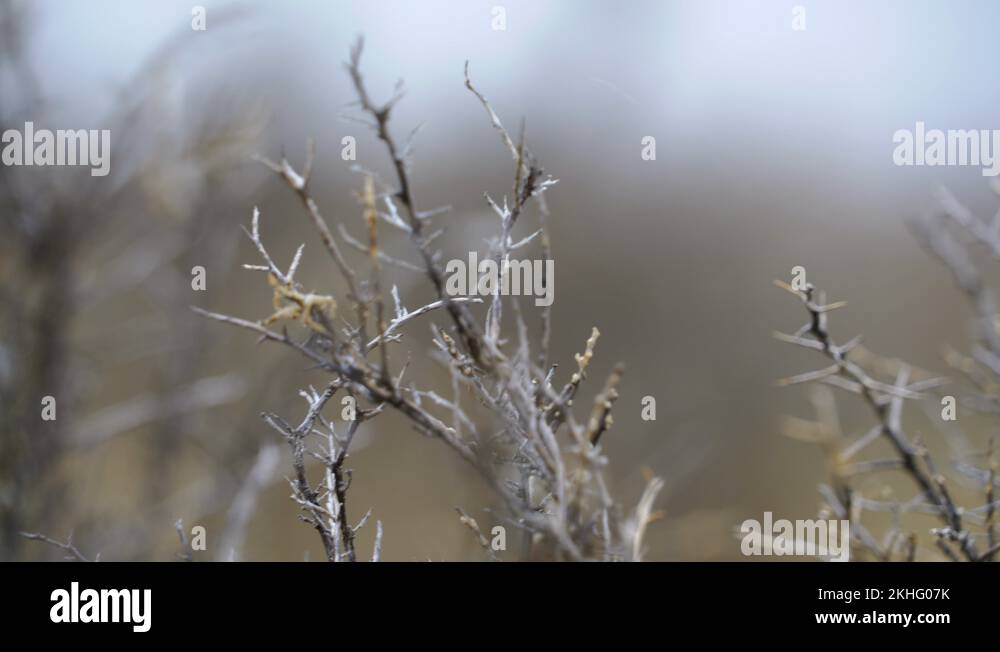Sage branches Stock Videos & Footage - HD and 4K Video Clips - Alamy
