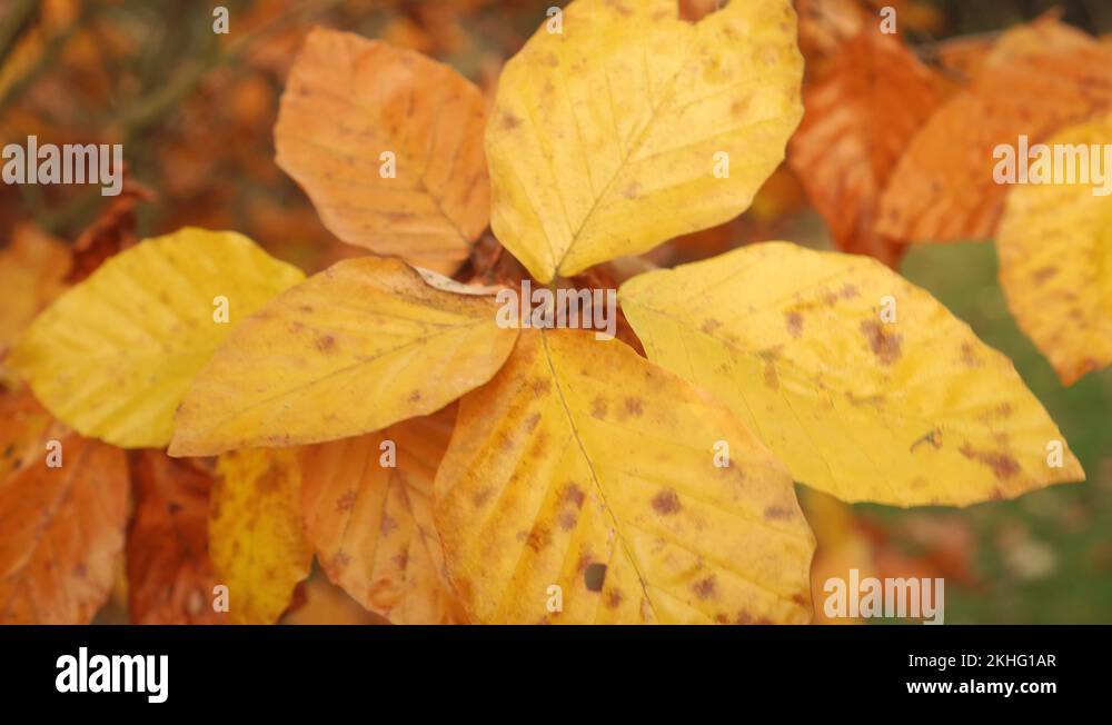 Beautiful large yellow tree Stock Videos & Footage - HD and 4K Video ...