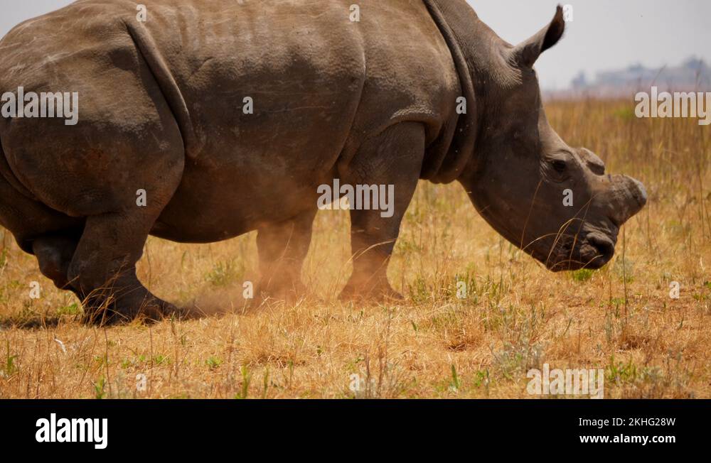 Huge rhino Stock Videos & Footage - HD and 4K Video Clips - Alamy