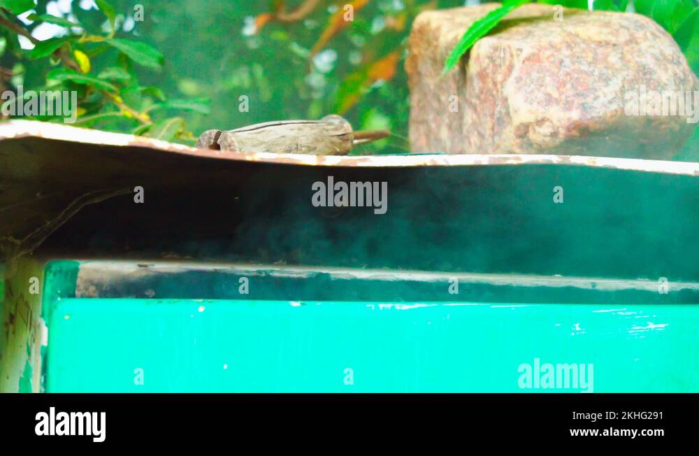 Refrigerator tree Stock Videos & Footage - HD and 4K Video Clips - Alamy