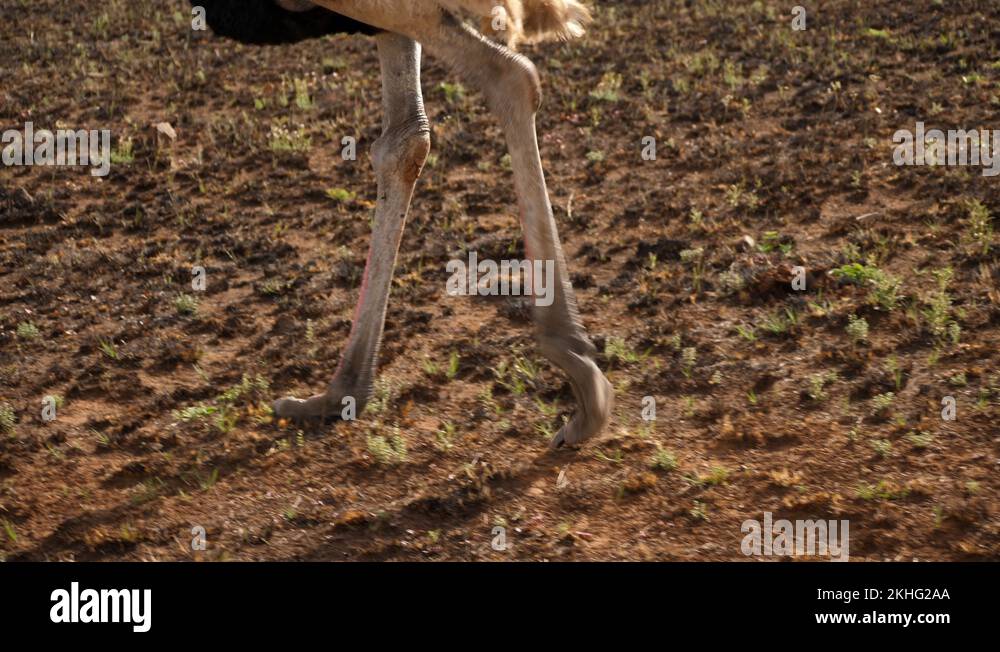 Ostrich legs Stock Videos & Footage - HD and 4K Video Clips - Alamy