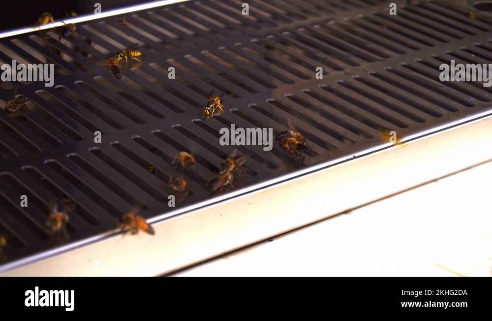 Eating machine Stock Videos & Footage - HD and 4K Video Clips - Alamy