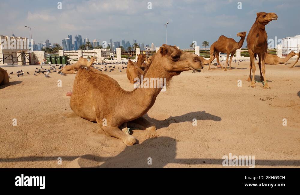 Qatar fauna Stock Videos & Footage - HD and 4K Video Clips - Alamy