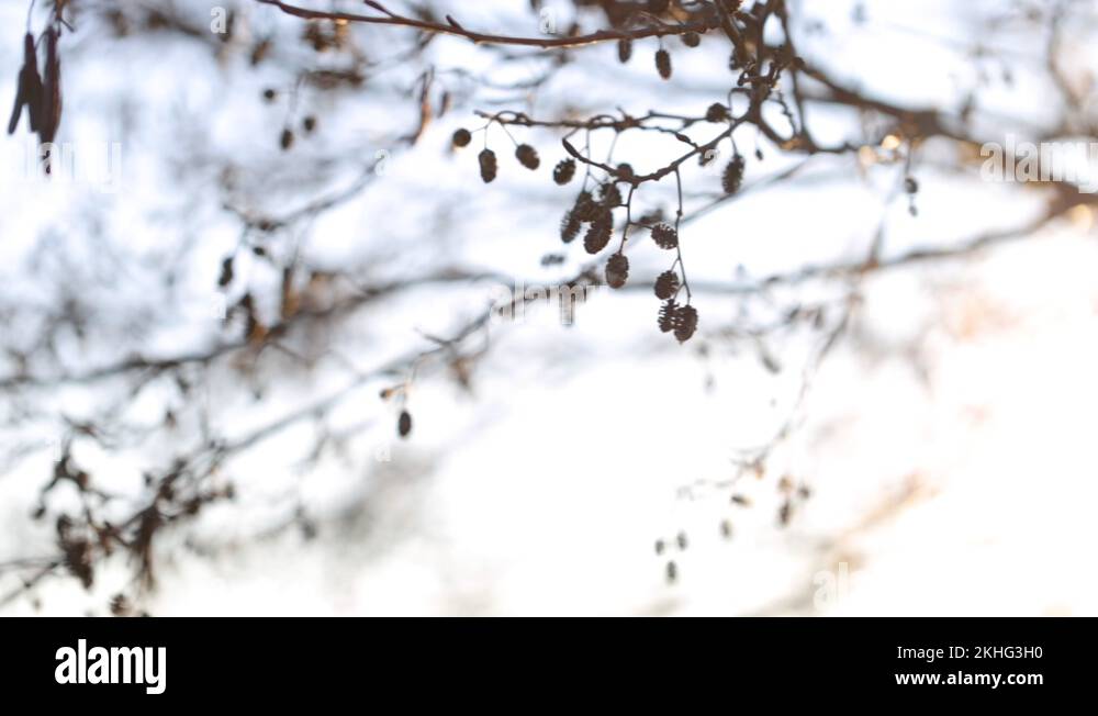 Forest twigs Stock Videos & Footage - HD and 4K Video Clips - Alamy