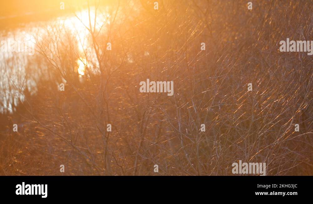 Gold nature background Stock Videos & Footage - HD and 4K Video Clips ...