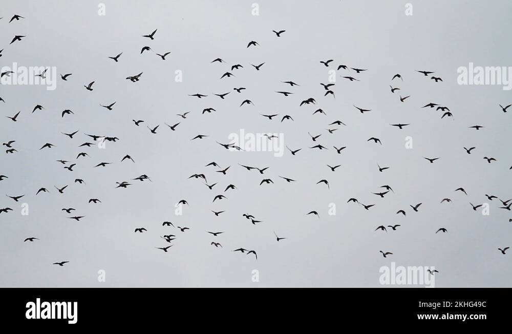 Pigeons flying in formation Stock Videos & Footage - HD and 4K Video ...