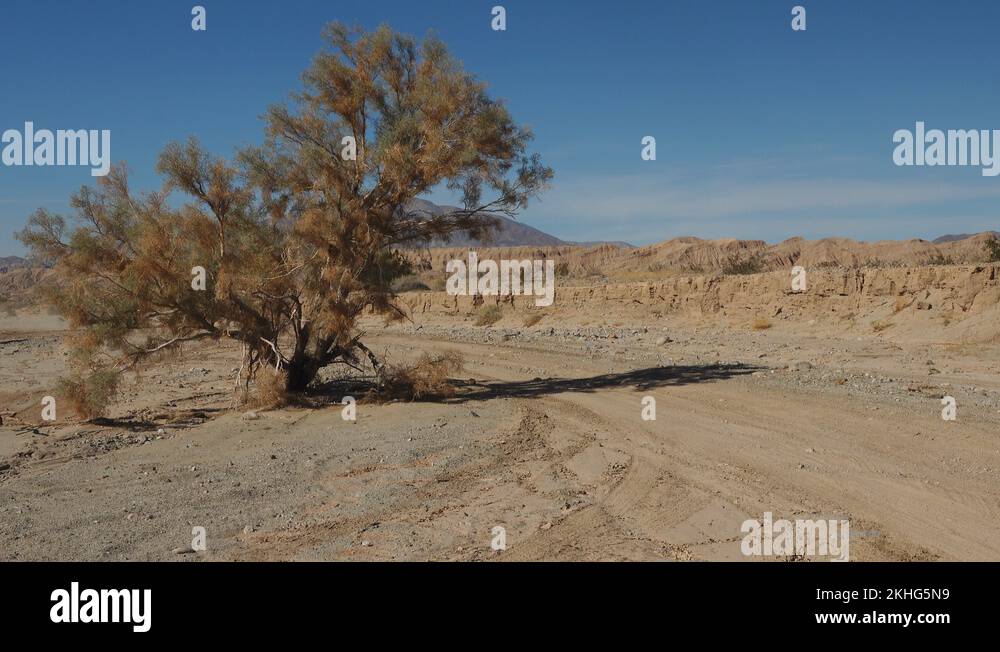 Ford F-150 Raptor SVT racing in a dry desert wash Stock Video Footage ...