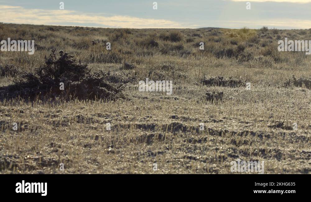 Montana plants Stock Videos & Footage - HD and 4K Video Clips - Alamy