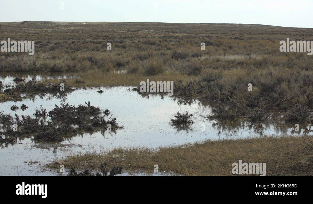 Spring with dog Stock Videos & Footage - HD and 4K Video Clips - Alamy