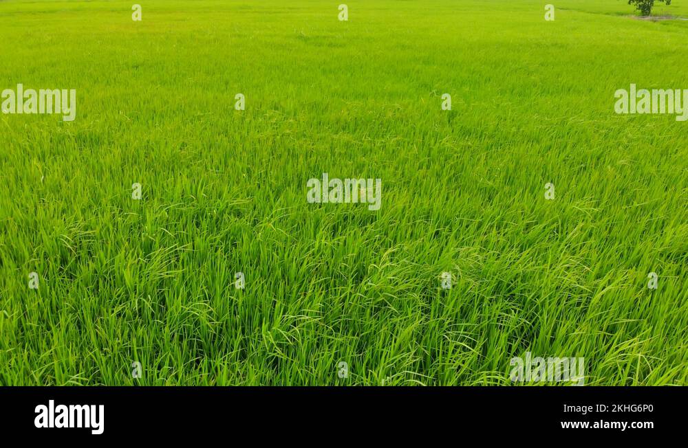 Lawn field scenery Stock Videos & Footage - HD and 4K Video Clips - Alamy